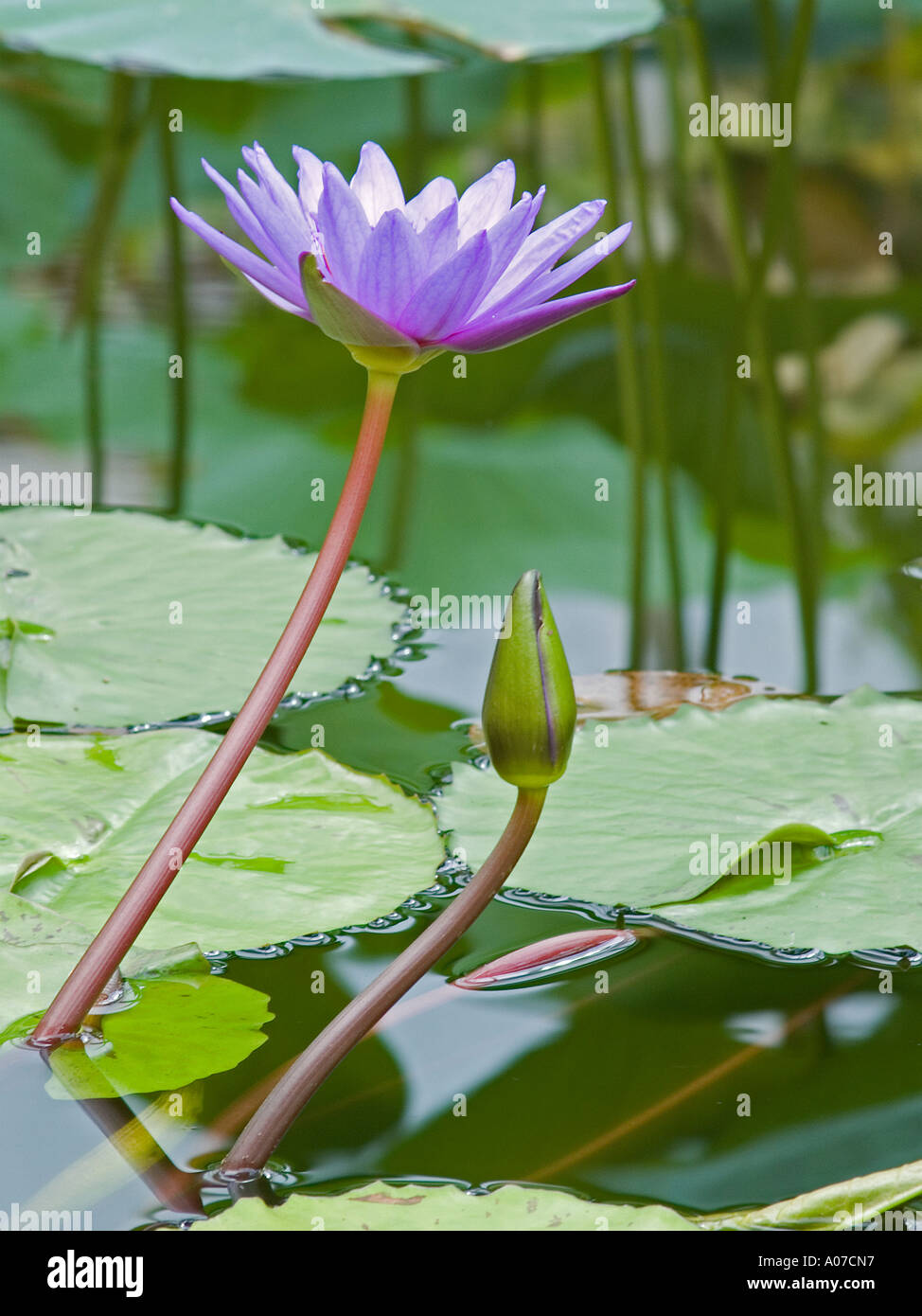 Blue waterlily flower Nymphaea sub tropical aquatic plant growing in ...