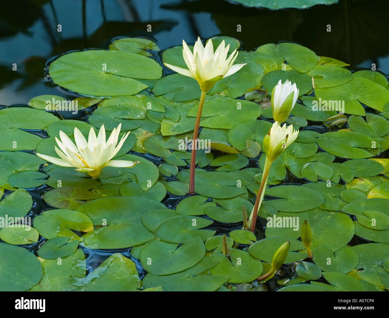 Pale creamy yellow waterlily flower group Nymphaea sub tropical aquatic ...