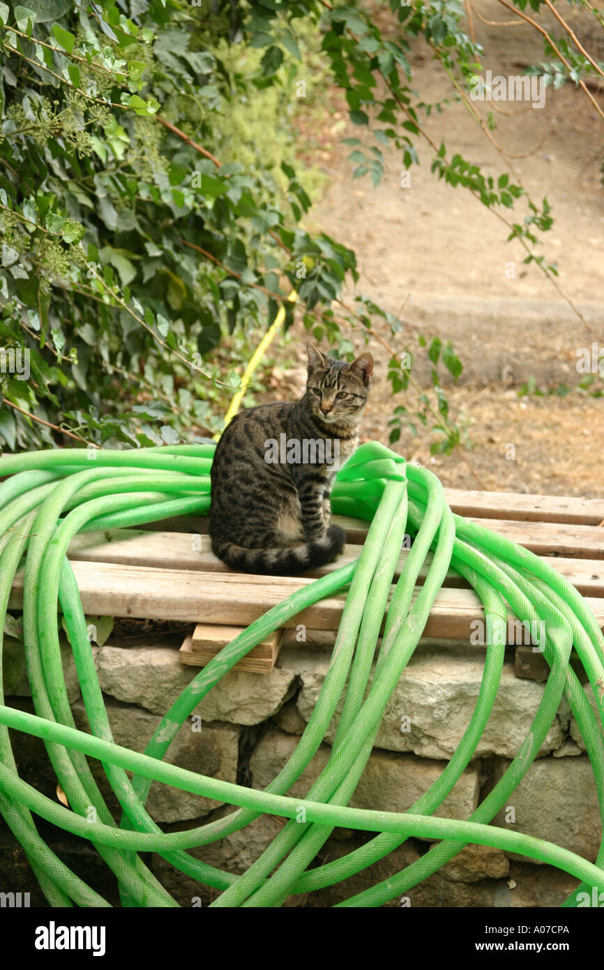 Stray Cat Knossos Crete Stock Photo - Alamy