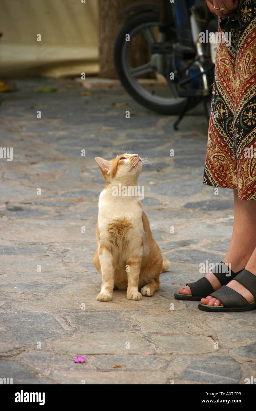 Cat Begging Hania Crete Stock Photo - Alamy