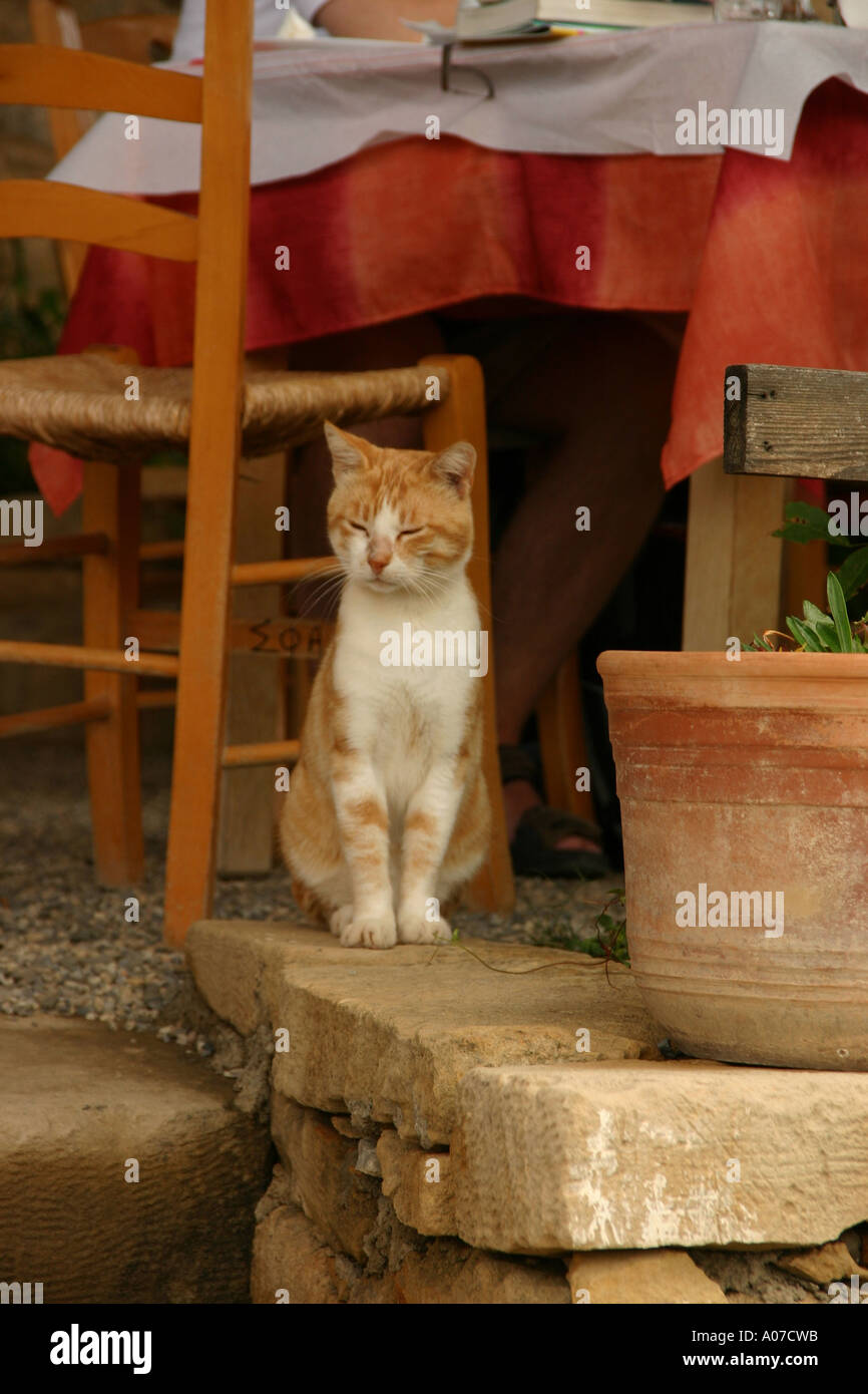 Stray Cat Polirinia Crete Stock Photo - Alamy