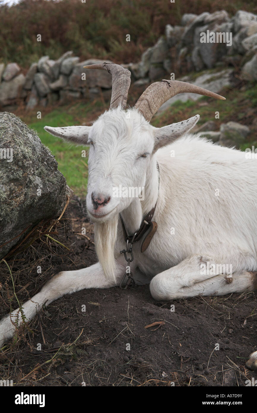 Billy goat gruff hi-res stock photography and images - Alamy