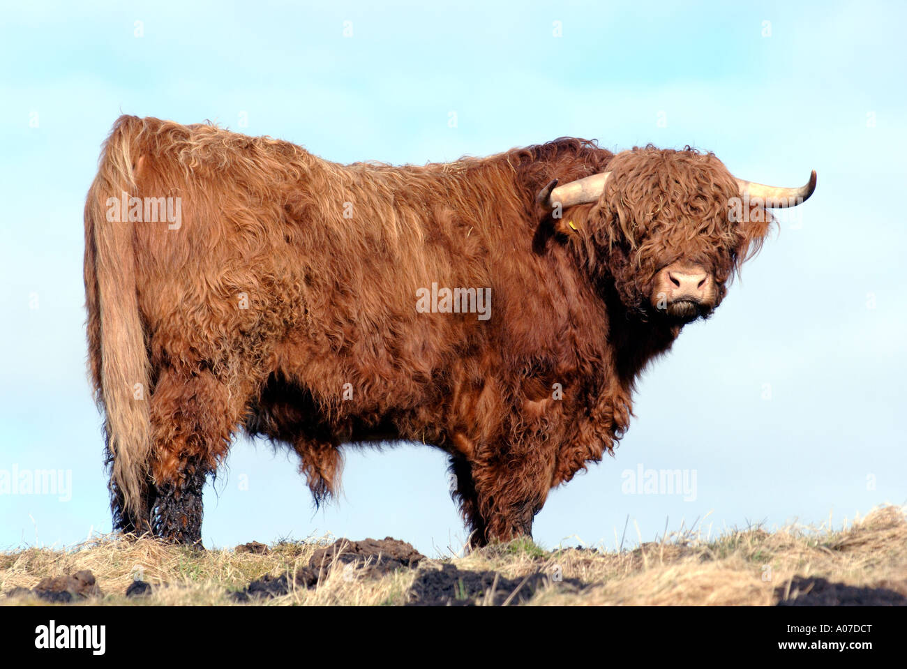 High park farm scotland hi-res stock photography and images - Alamy
