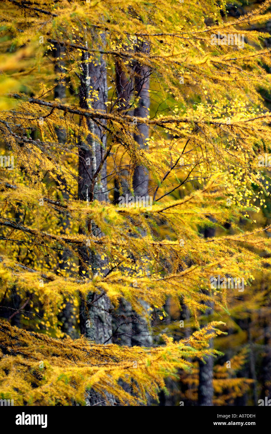 Larch Tree Autumn Scotland Stock Photos & Larch Tree Autumn Scotland ...