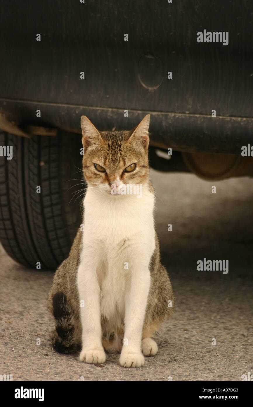 Stray Cat Kalives Crete Stock Photo - Alamy