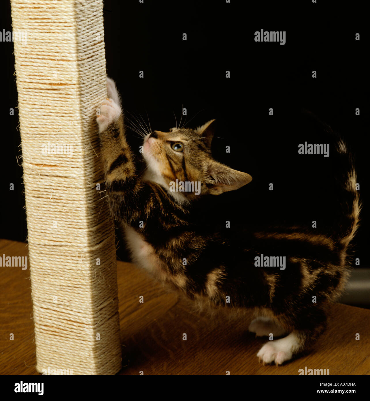 Arched cat hi-res stock photography and images - Alamy