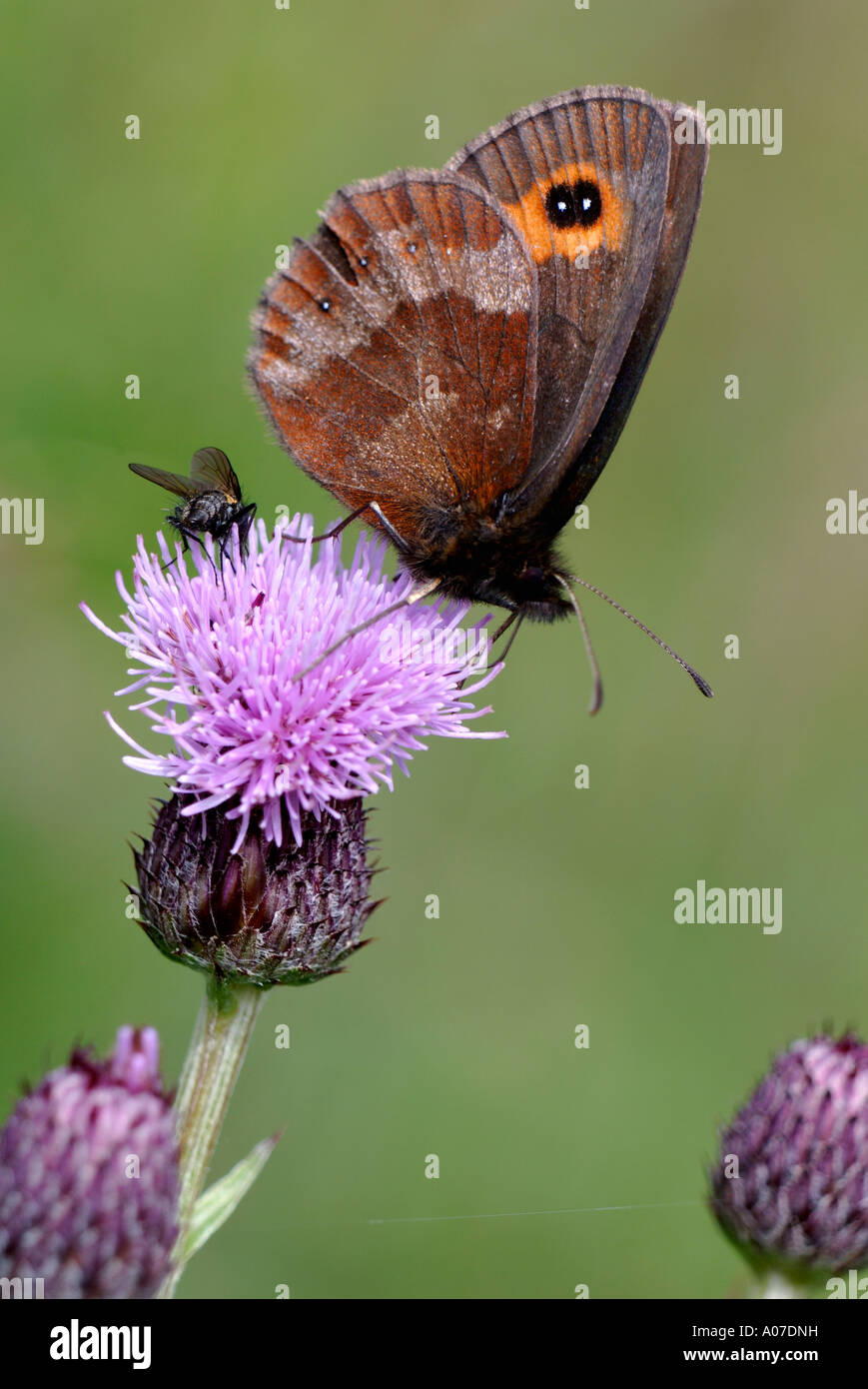 scotch argus butterfly erebia aethiops highlands scotland Stock Photo ...