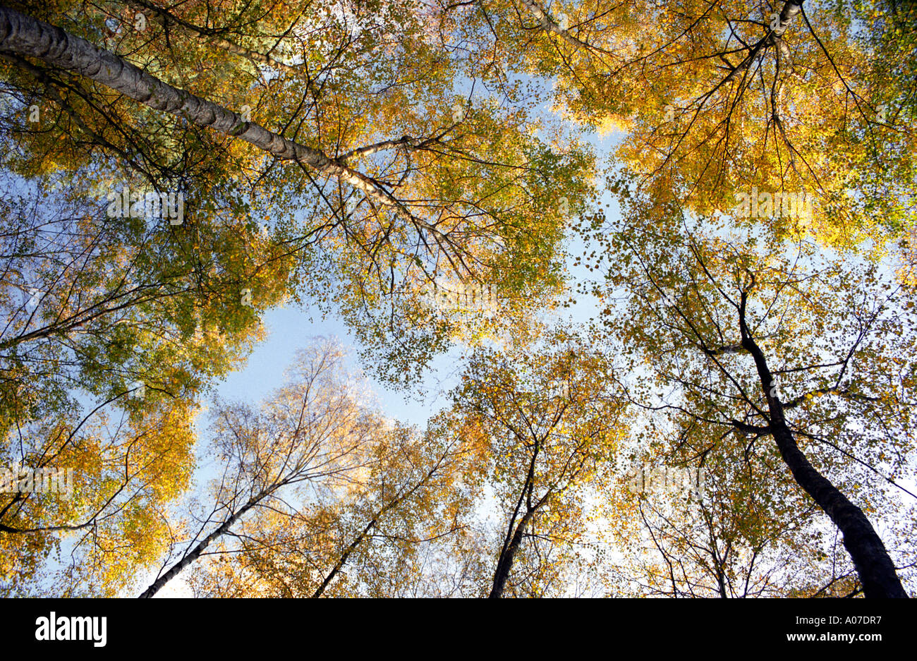 Autumn Tree Canopy Stock Photo - Alamy