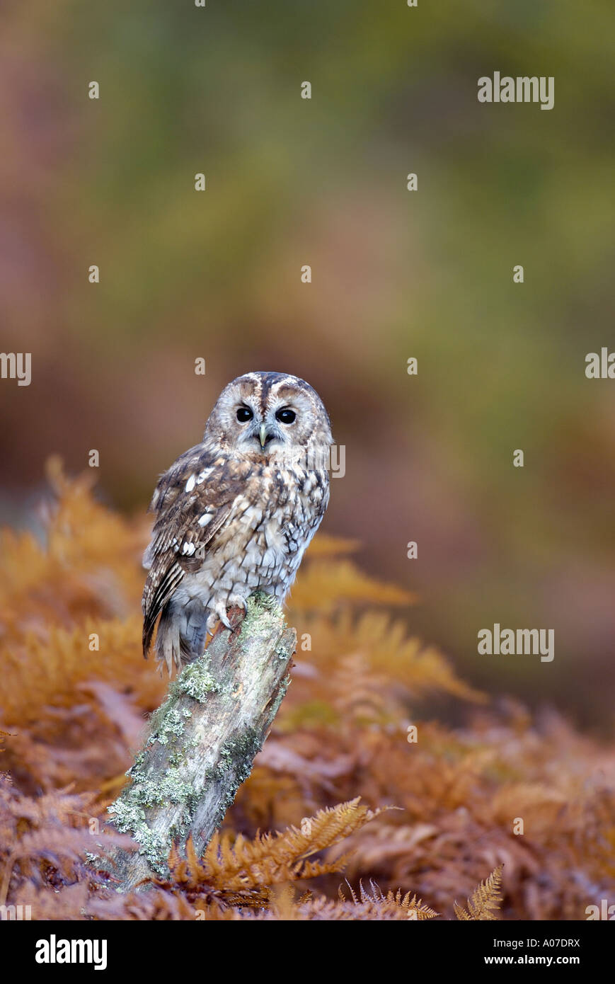 tawny owl strix aluco highlands scotland Stock Photo - Alamy