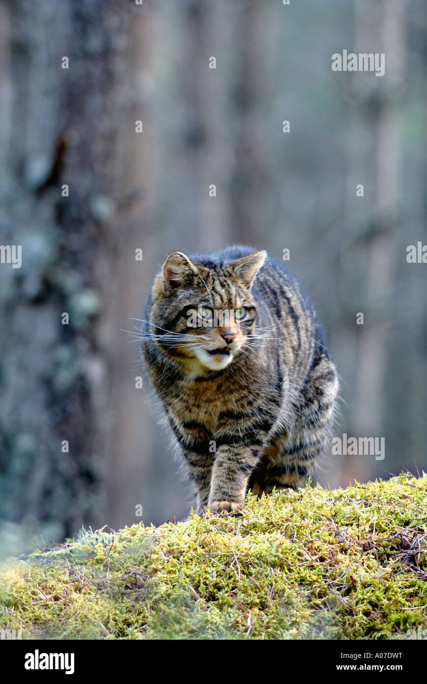 Scottish resident species hi-res stock photography and images - Alamy