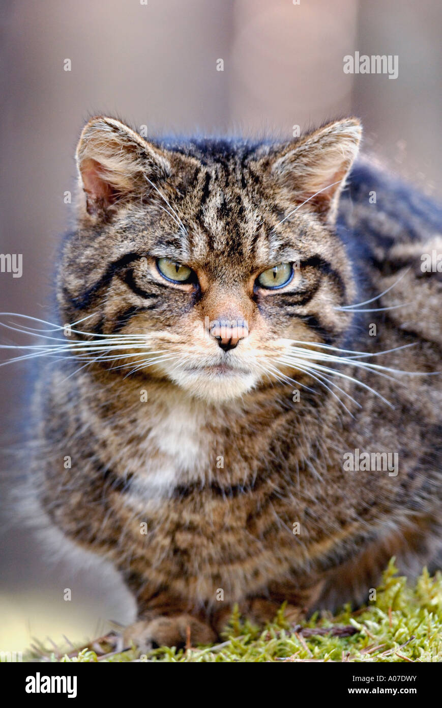 Scottish wildcat and uk and winter hi-res stock photography and images ...
