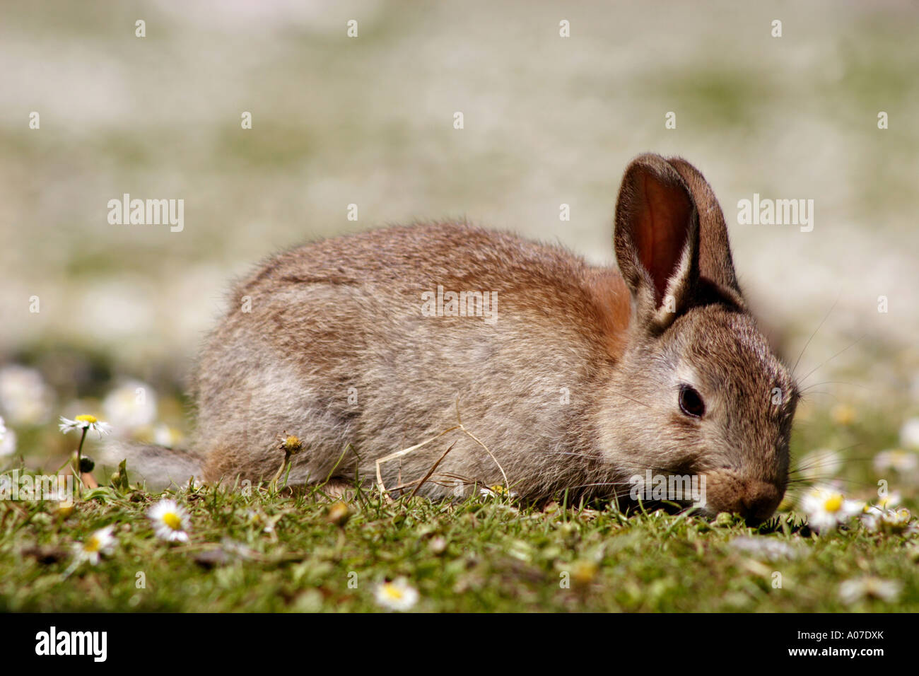 Juvenile Rabbit grazing in daisy field, UK Stock Photo - Alamy