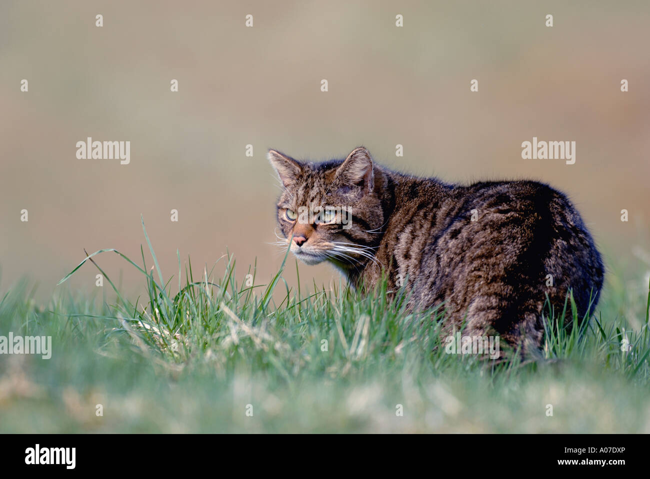 scottish wild cat in the grass highlands scotland Stock Photo - Alamy