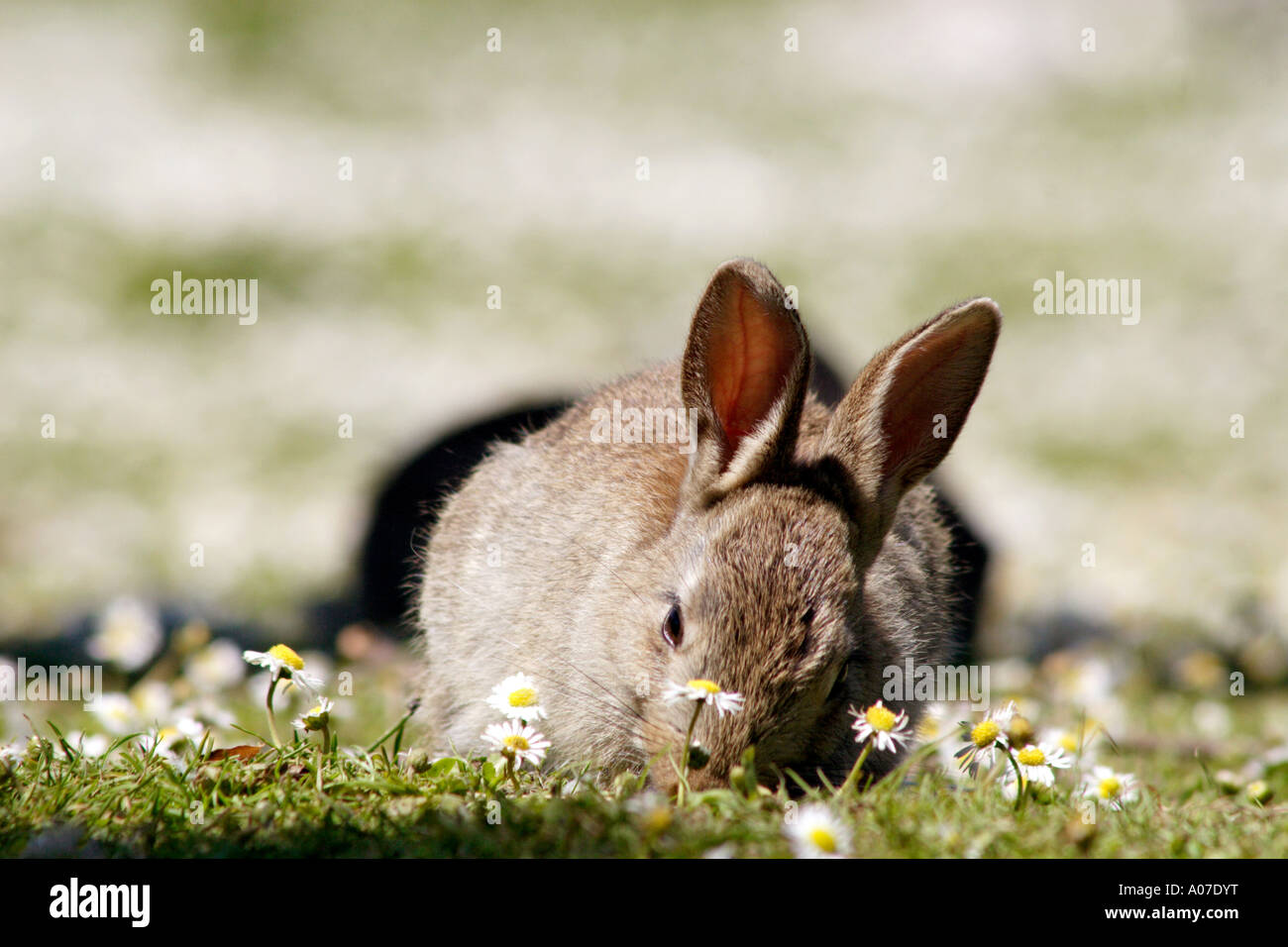 English baby bunny rabbit hi-res stock photography and images - Alamy