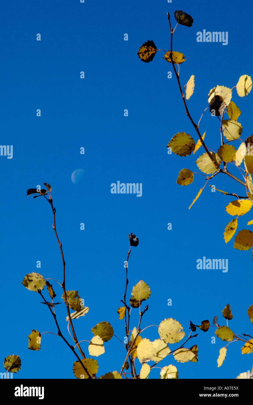 Aspen tree scotland hi-res stock photography and images - Alamy