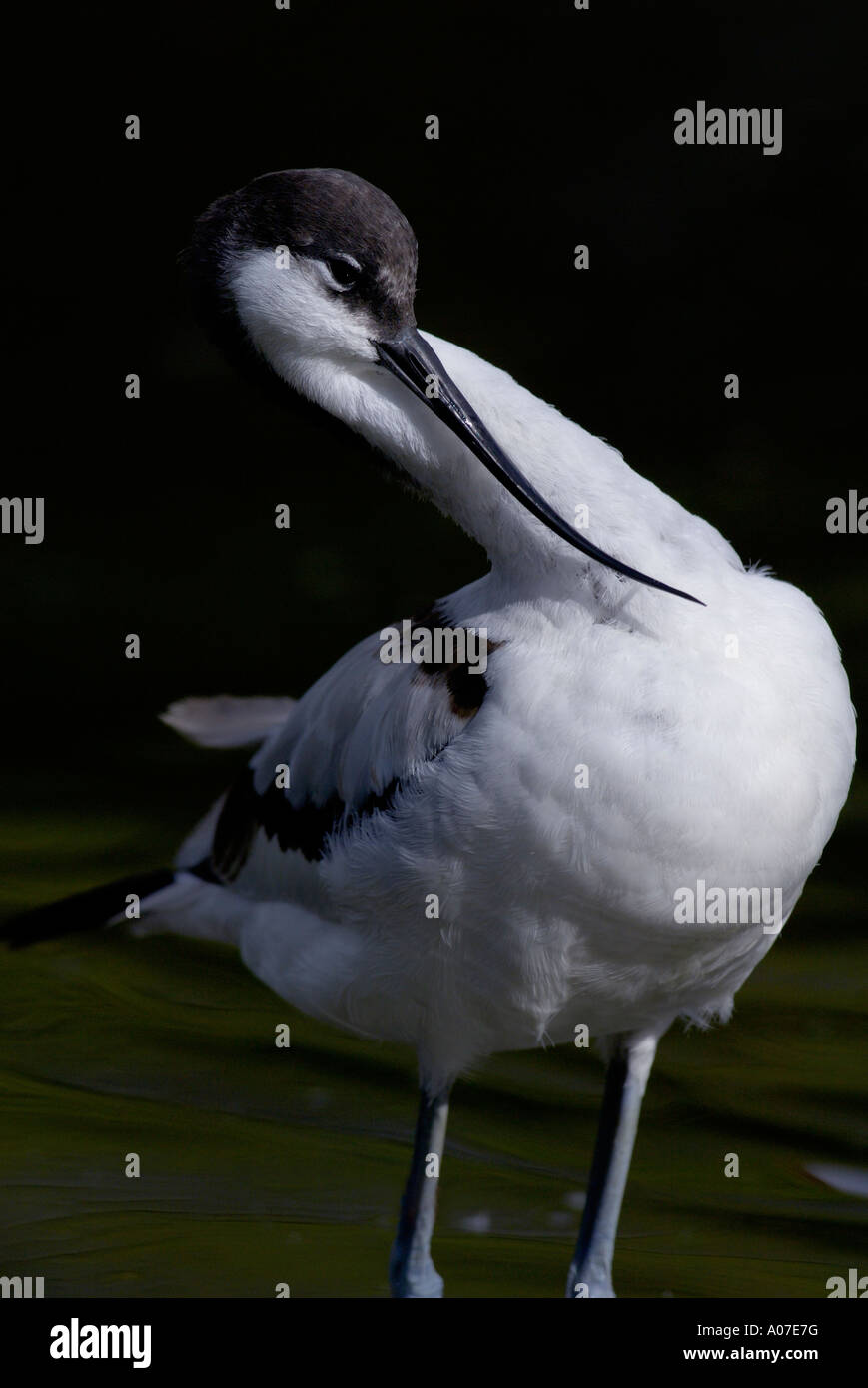 Symbol of the rspb hi-res stock photography and images - Alamy