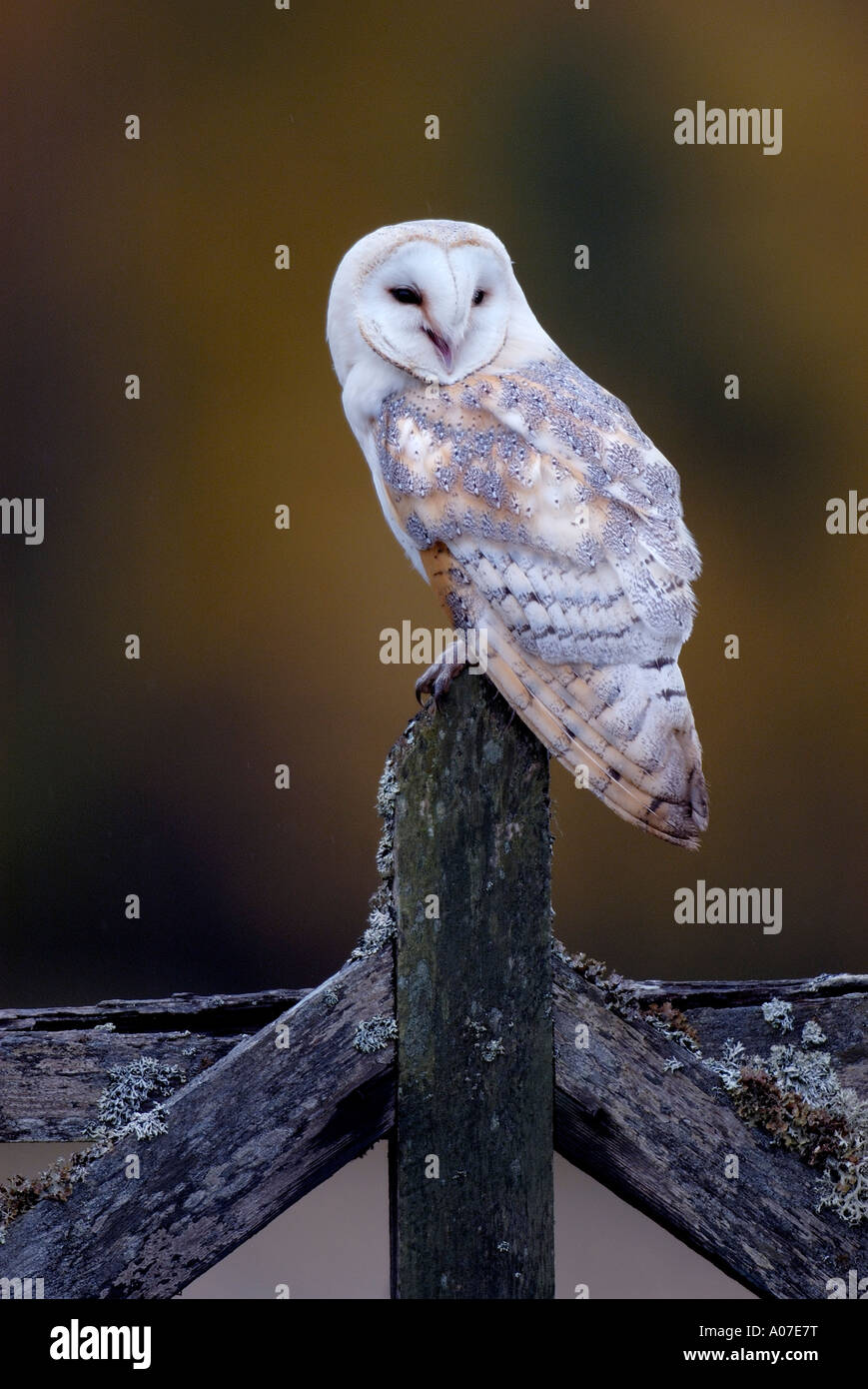 Owl looking over shoulder hi-res stock photography and images - Alamy