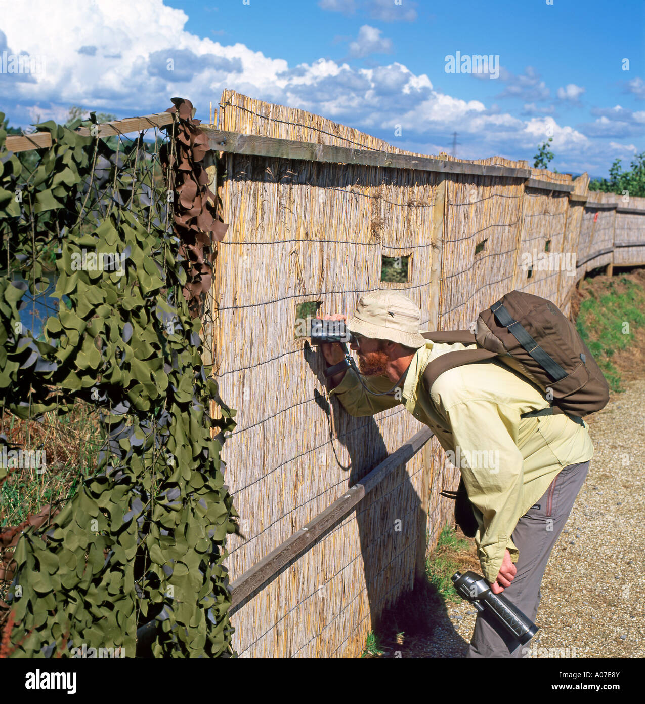 Birdwatcher watching birds with binoculars from behind a bamboo screen ...