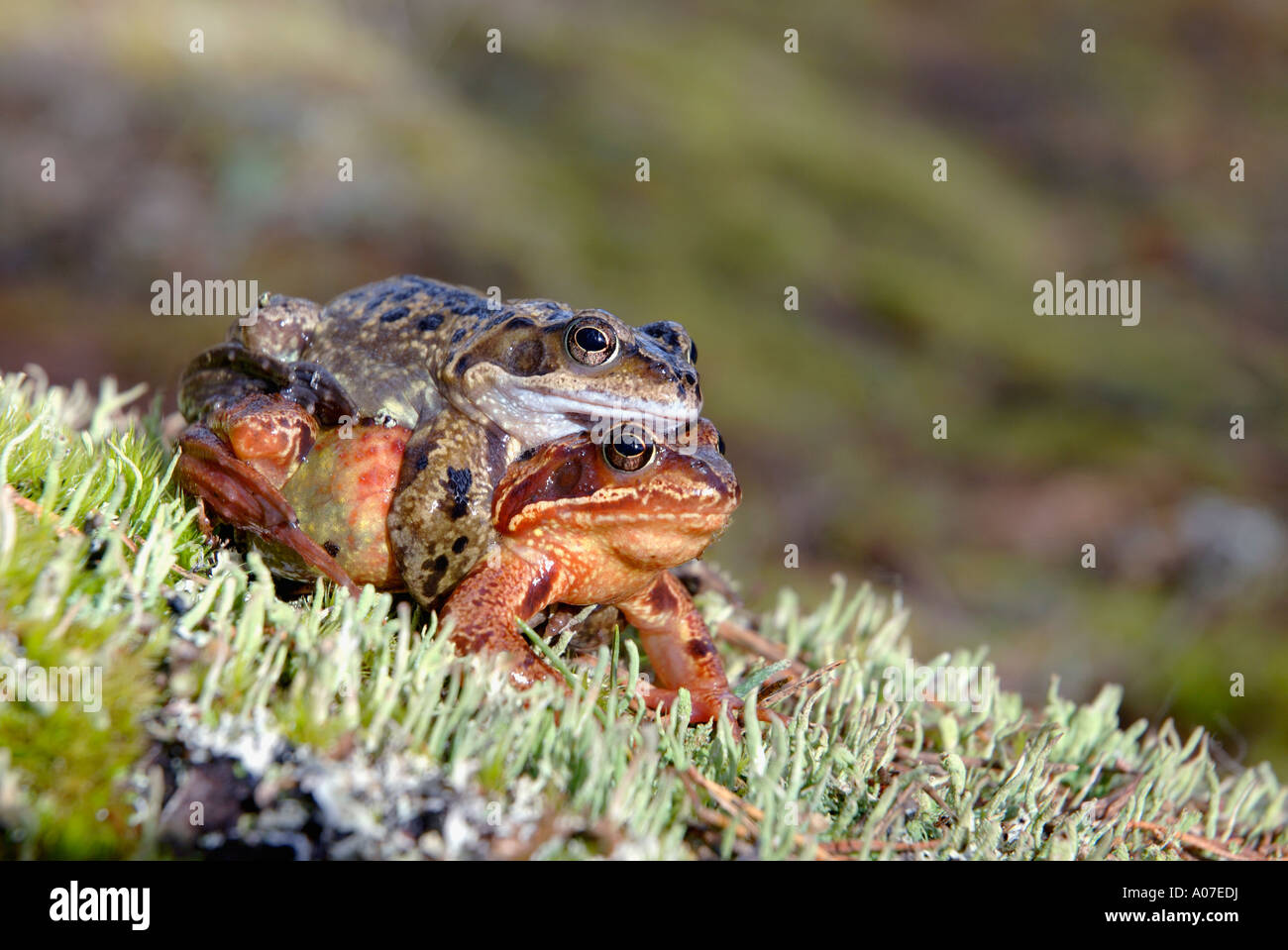 Scottish frogs hi-res stock photography and images - Alamy