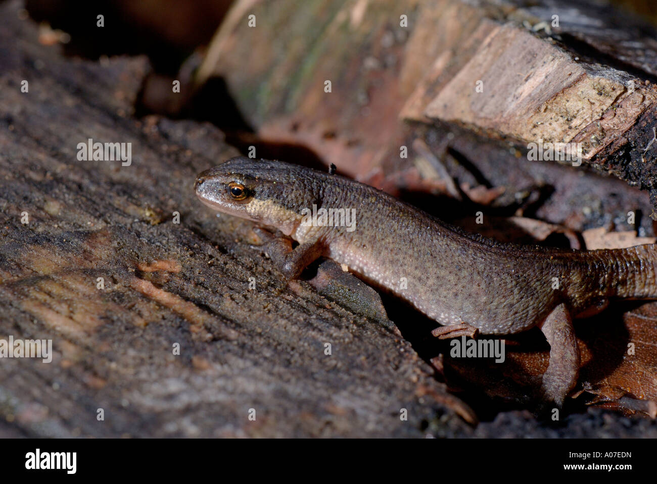 common newt triturus vulgaris abernethy highlands scotland march Stock ...