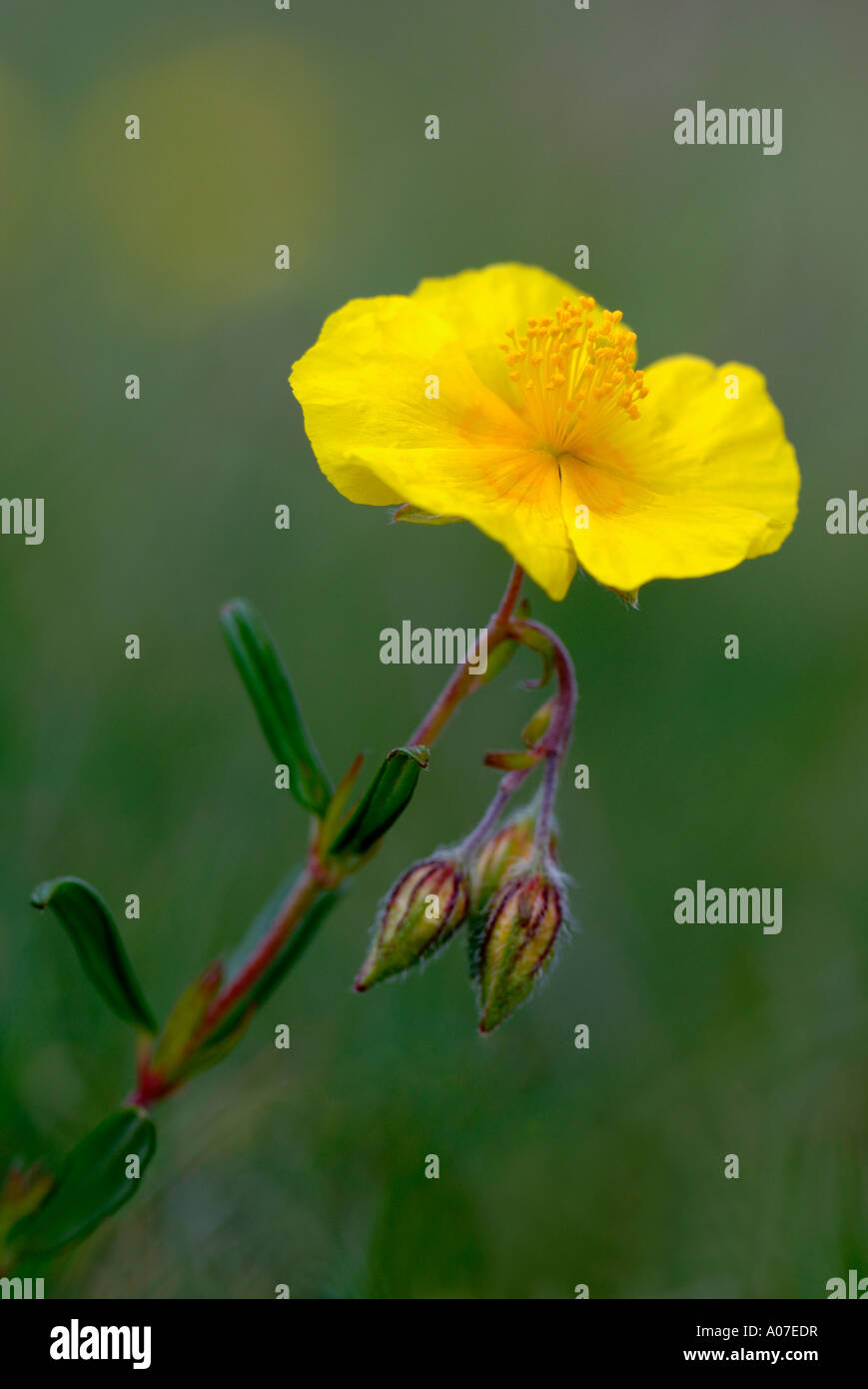 common rock rose helianthemum nummularium cairngorms national park ...