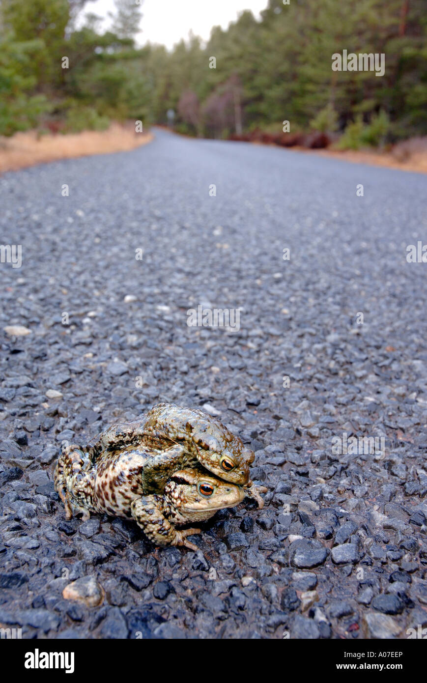 common toad bufo bufo abernethy highlands scotland march Stock Photo ...
