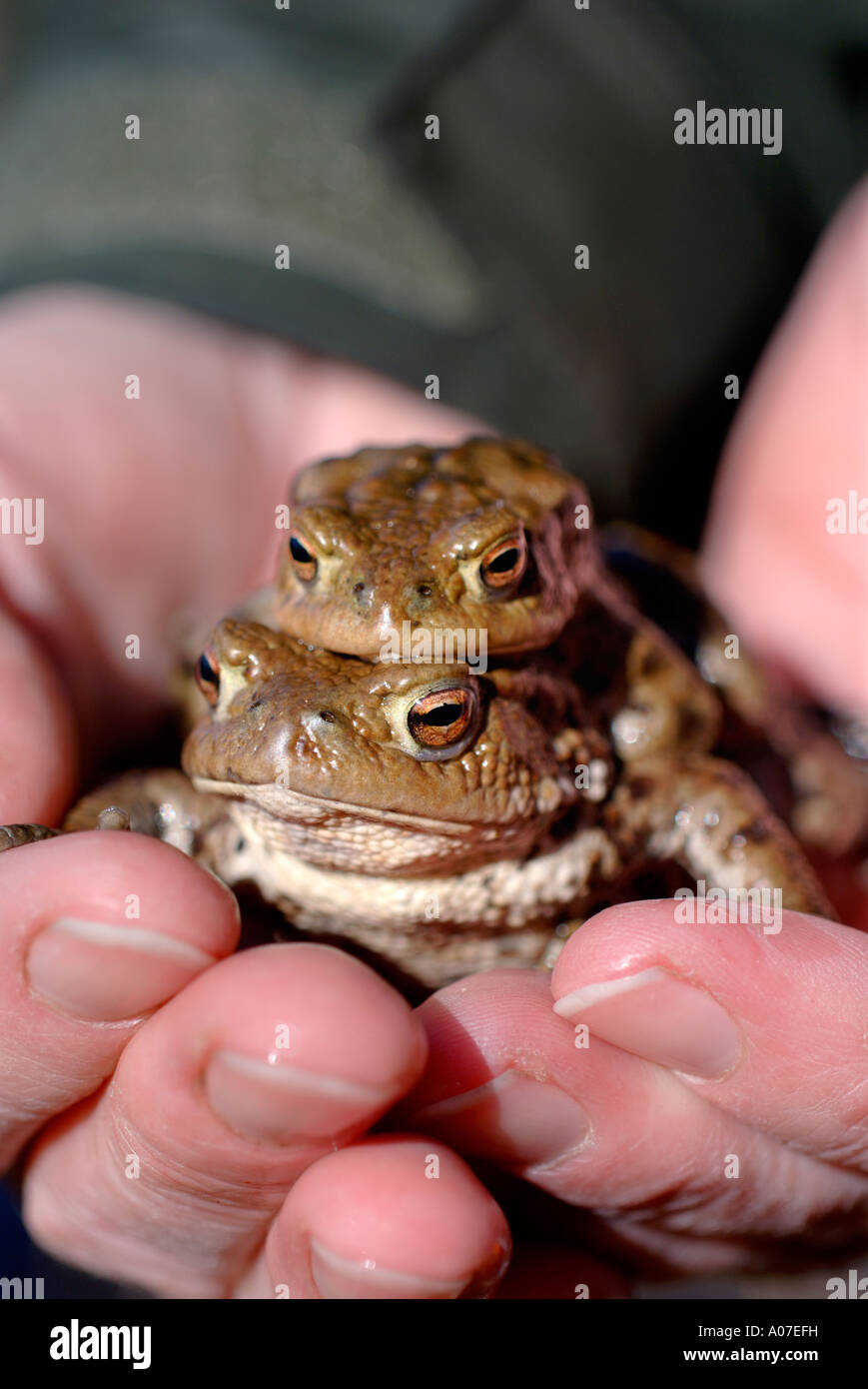 Common Toads Scotland High Resolution Stock Photography and Images - Alamy
