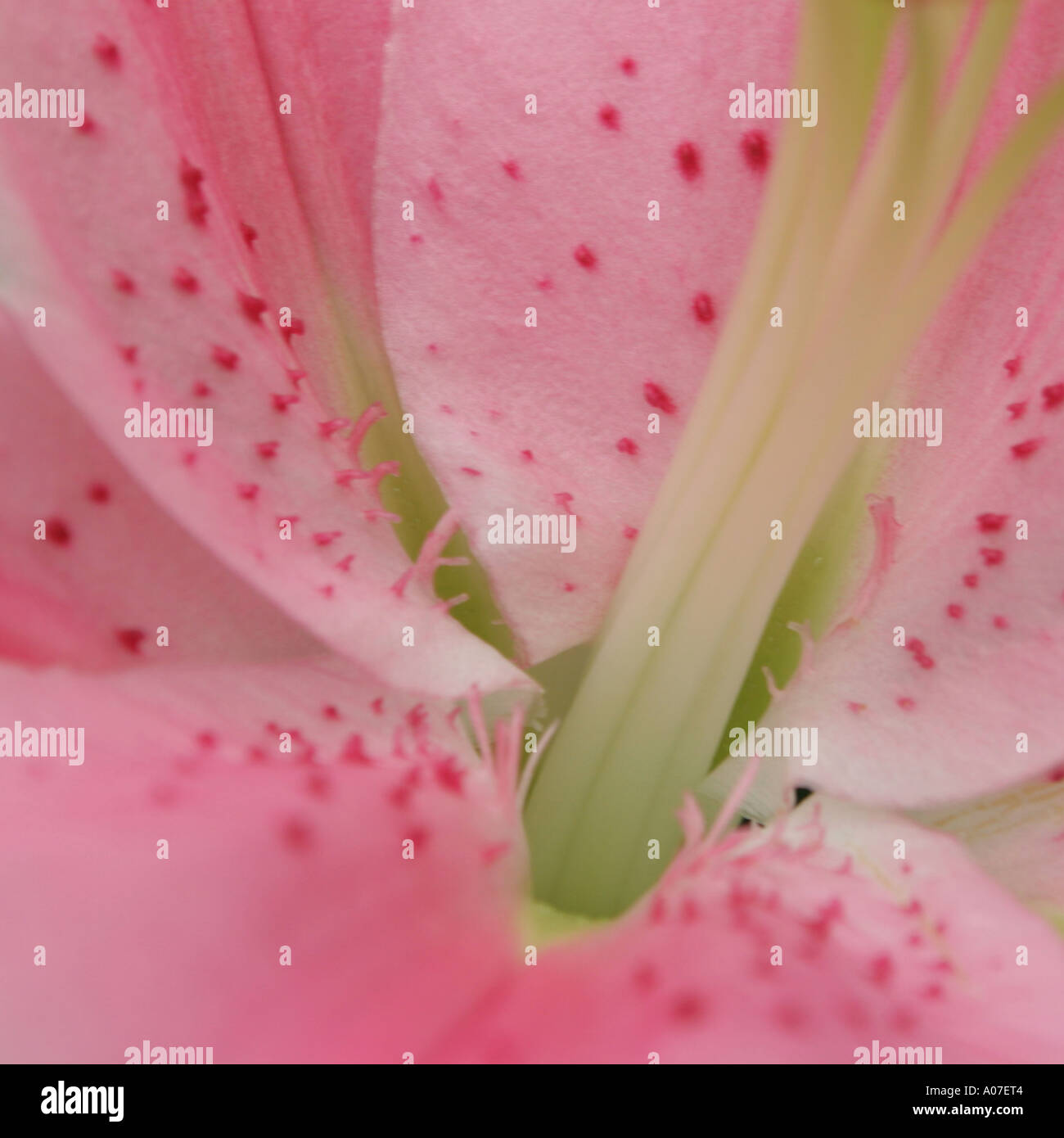 A lilly flower. 'Journey's End' Stock Photo - Alamy