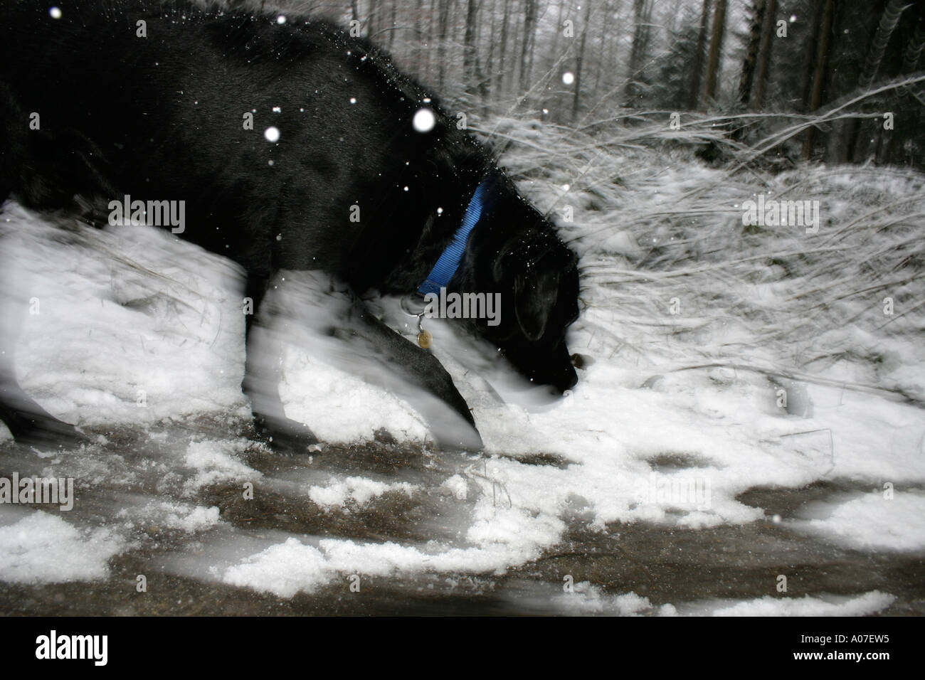labrador dog in the forest in winter. (c) by uli nusko, ch-3012 bern ...