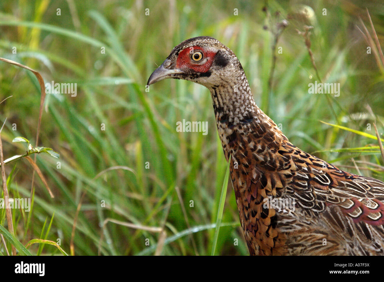 Common Pheasant, UK Stock Photo - Alamy