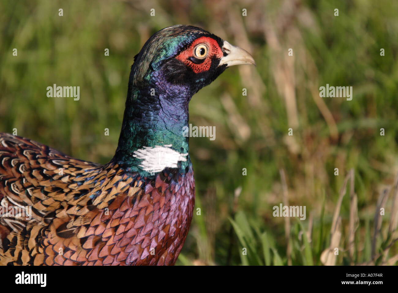 Common Pheasant portrait, UK Stock Photo - Alamy