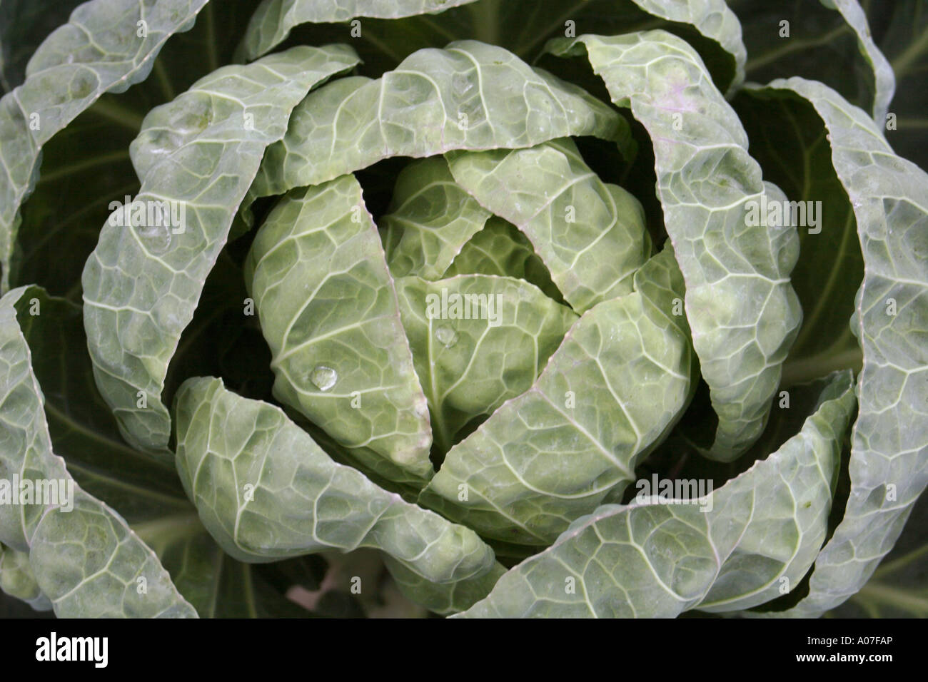 Brussels Sprout plant Stock Photo - Alamy