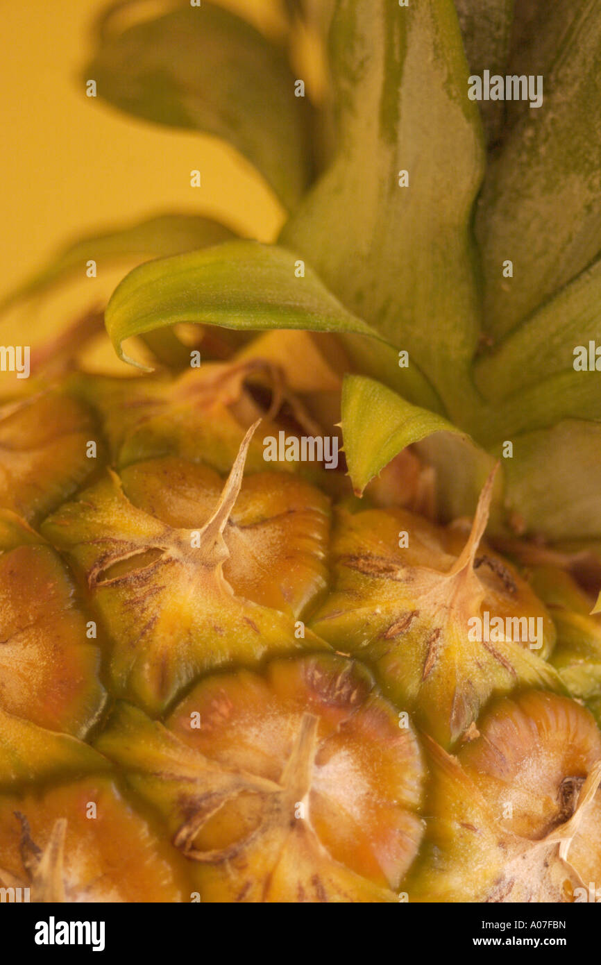 Fibonacci numbers in nature hi-res stock photography and images - Alamy