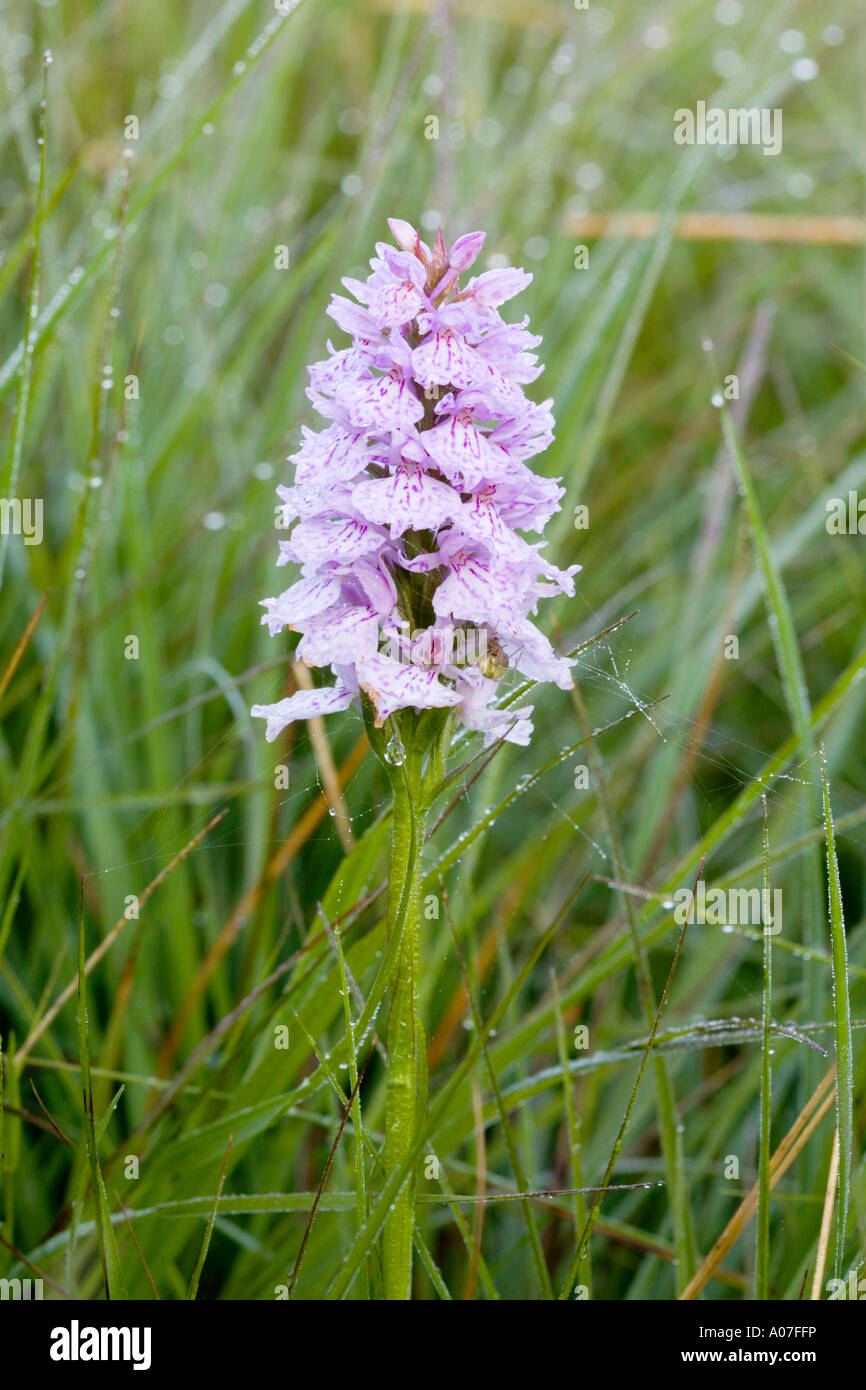 Orchid at roadside, Lochdon, Isle of Mull, Scotland, United Kingdom ...