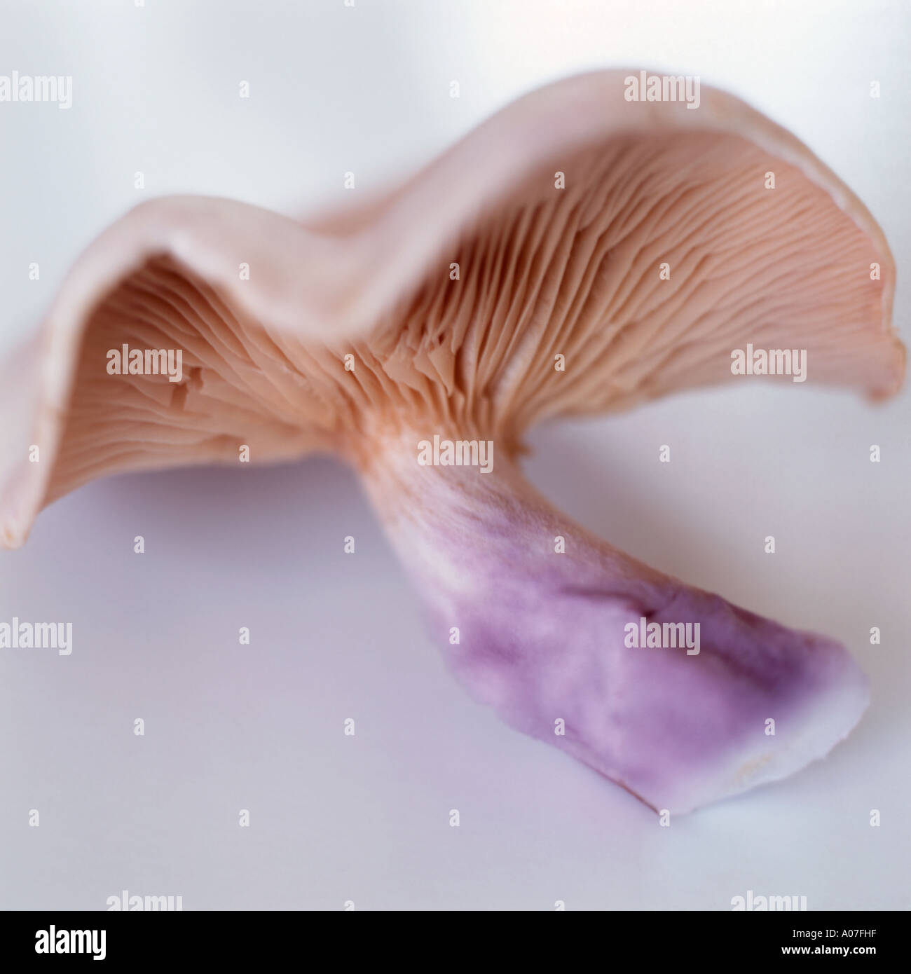 Wood blewitt mushroom showing gills curved cap and blue/purple stem ...