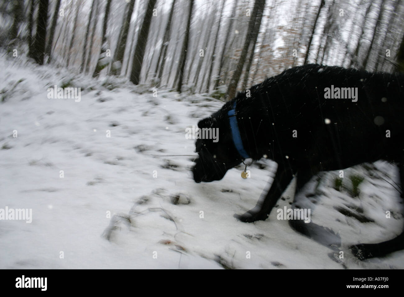 Uli schwarz hi-res stock photography and images - Alamy