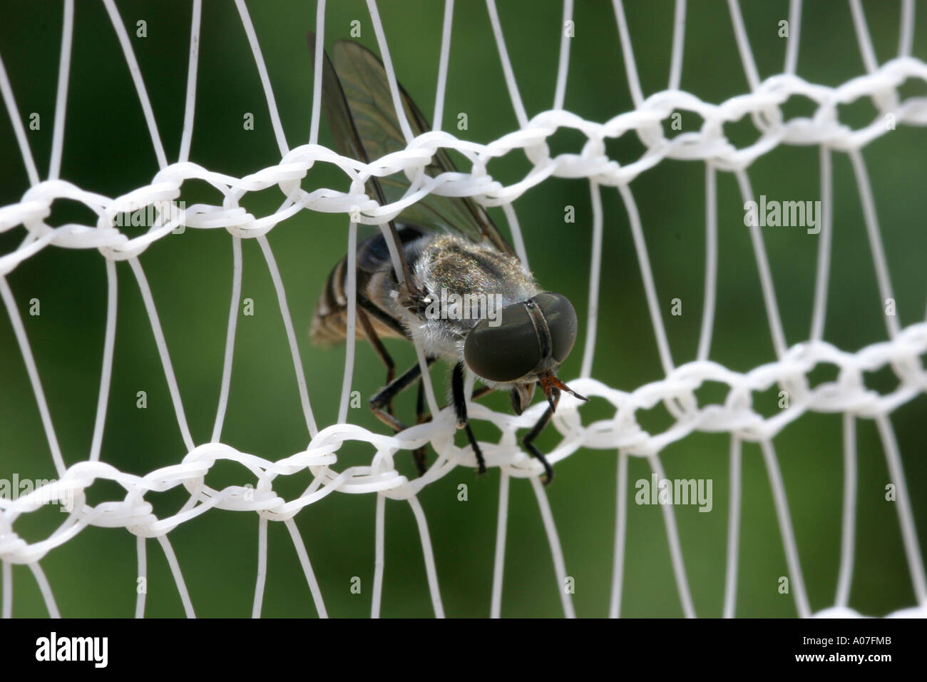 Trapped in netting hi-res stock photography and images - Alamy