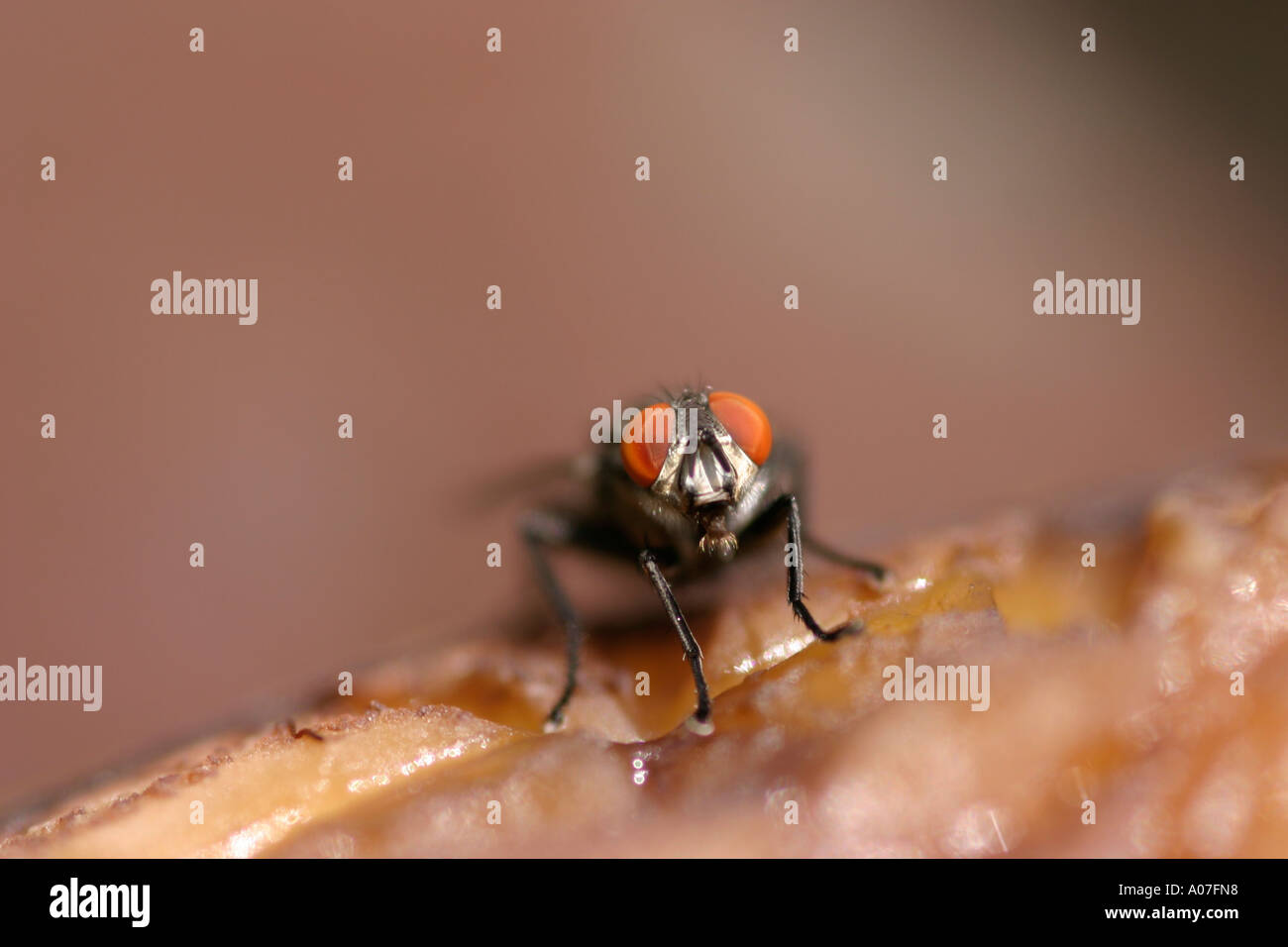 Compound eye of fruit fly hi-res stock photography and images - Alamy