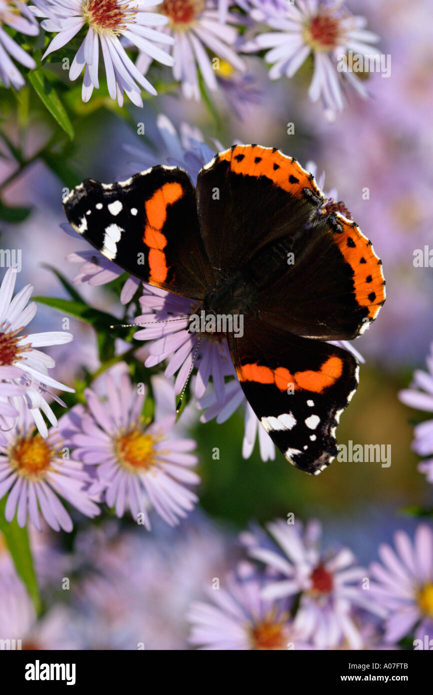 Indian red admiral butterfly vanessa hi-res stock photography and ...