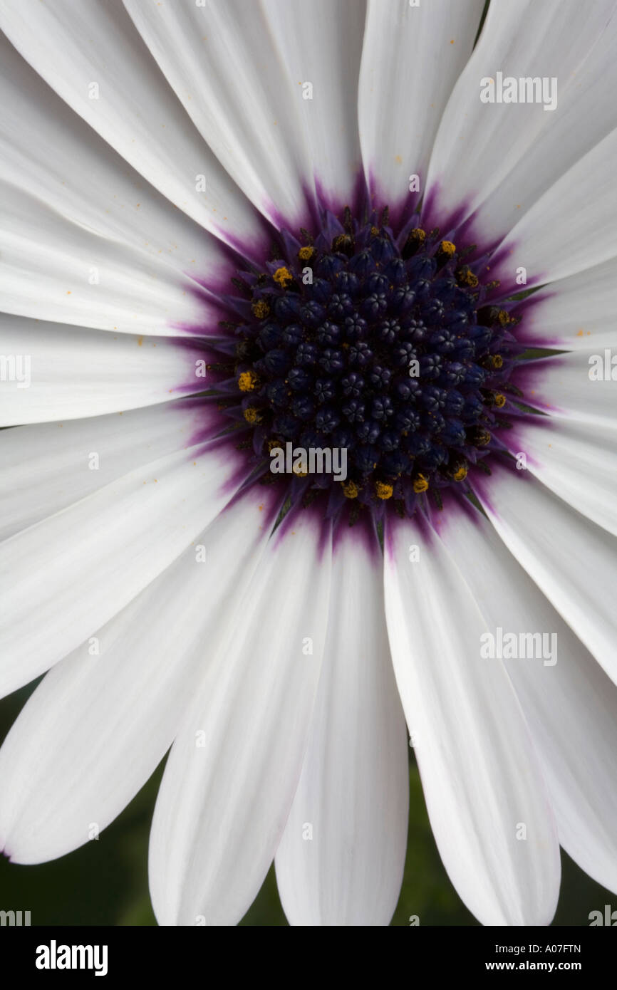 Daisy flower head Stock Photo - Alamy