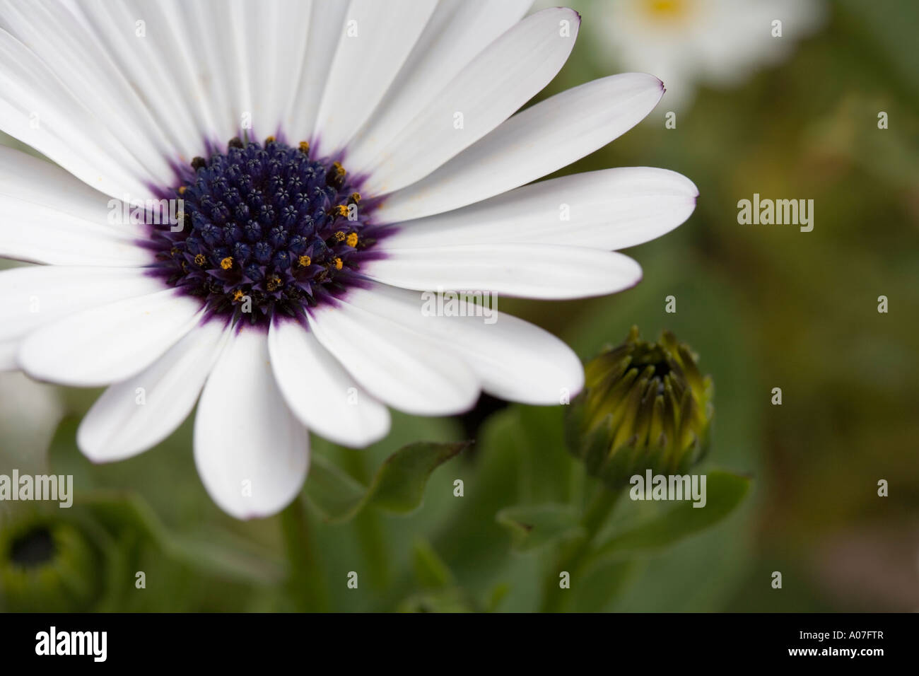 Daisy flower head Stock Photo - Alamy
