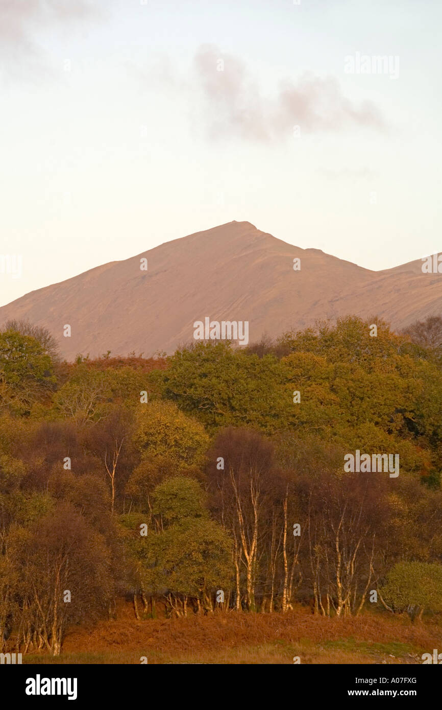 Silver Birch (Betula pendula) and Dun da Ghaoithe, Isle of Mull ...