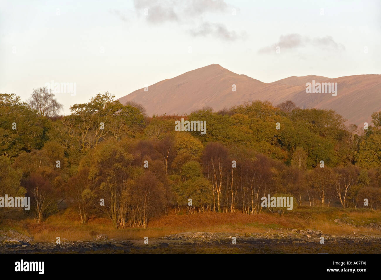 Silver Birch (Betula pendula) and Dun da Ghaoithe, Isle of Mull ...