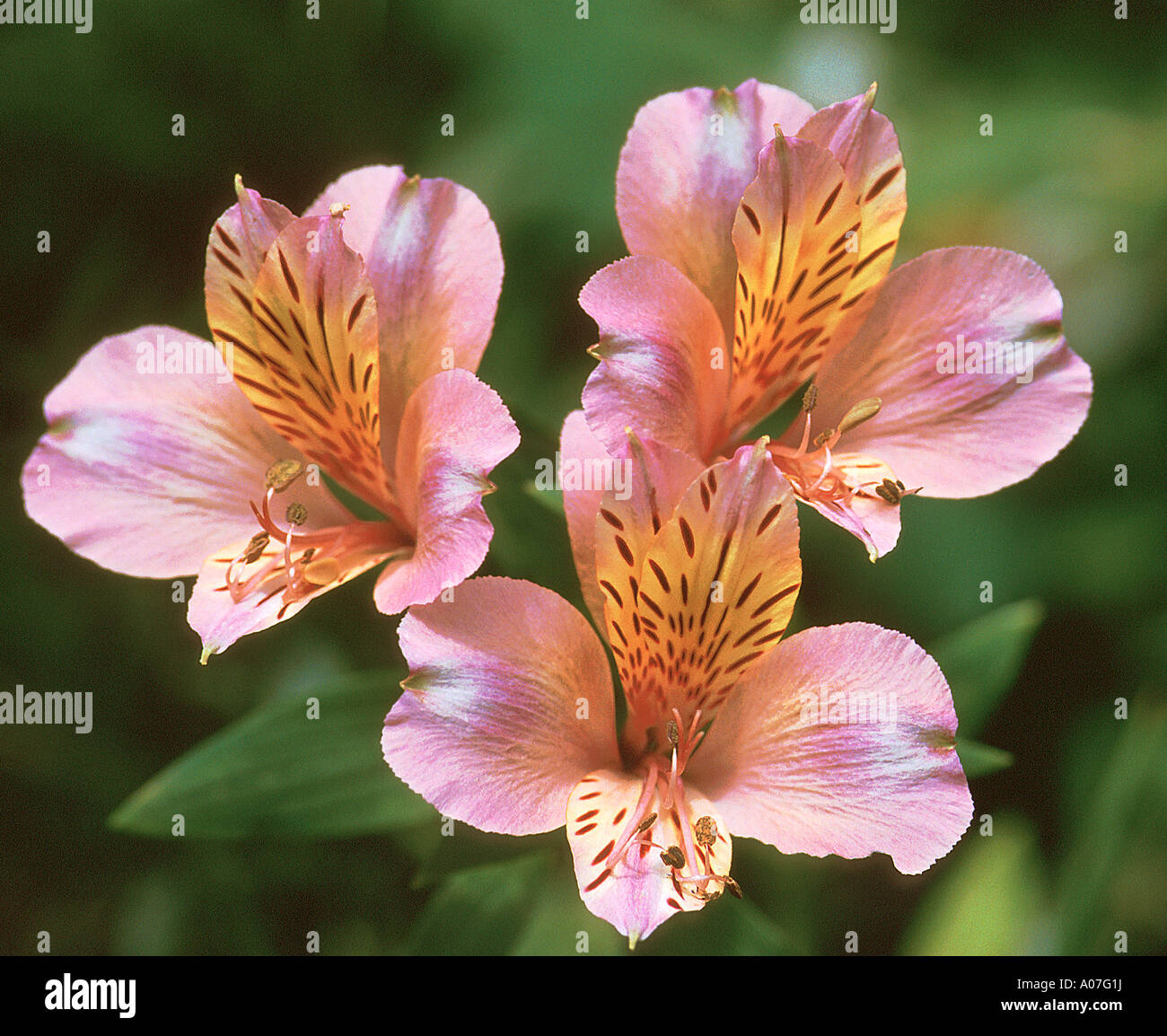 Alstroemeria sunshine hi-res stock photography and images - Alamy