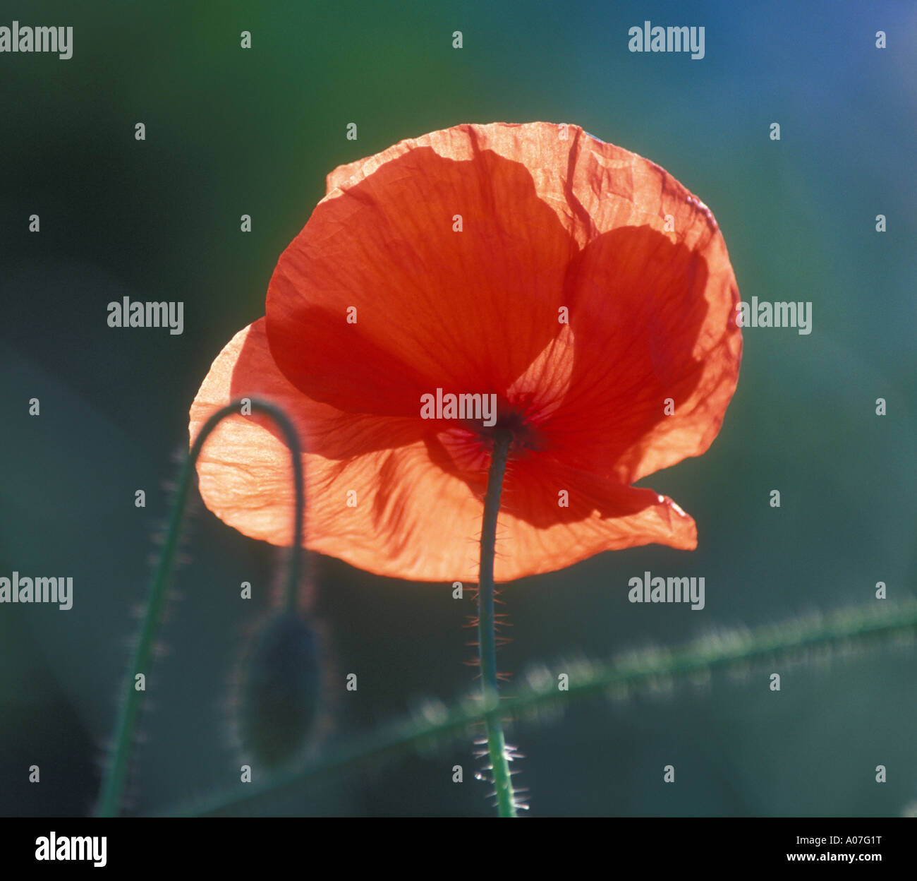 BACKLIT RED POPPY IN SUNLIGHT Stock Photo - Alamy