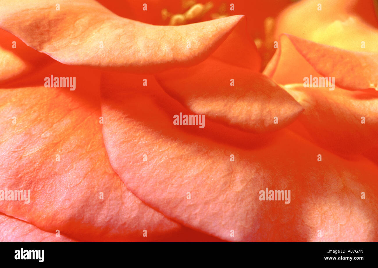Overlapping petals hi-res stock photography and images - Alamy
