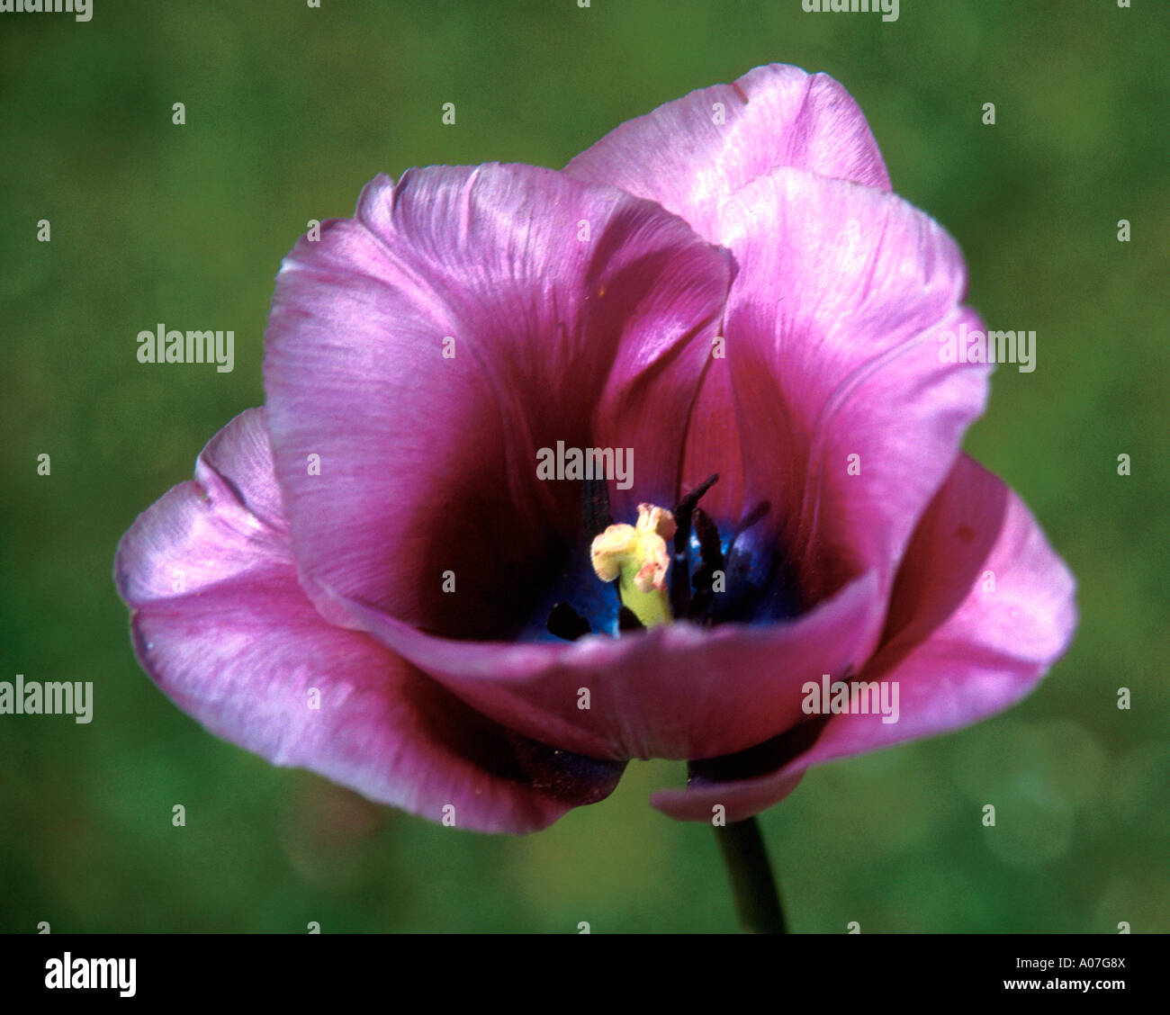 TULIP BLUE PARROT Stock Photo - Alamy