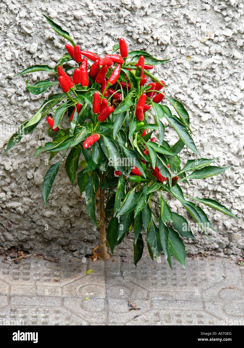 Red Pepper Bush Stock Photo - Alamy