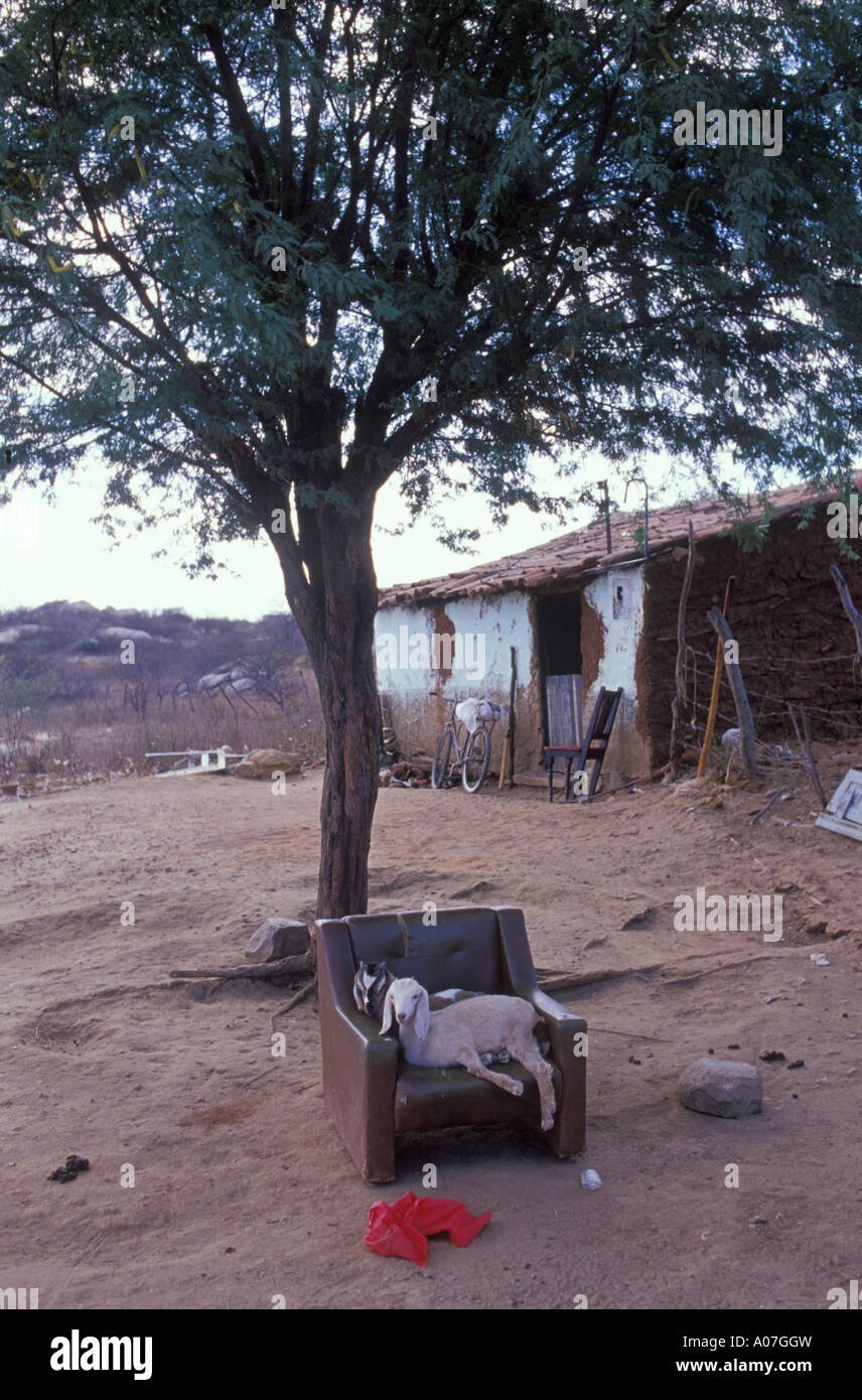 Goat under tree hi-res stock photography and images - Alamy