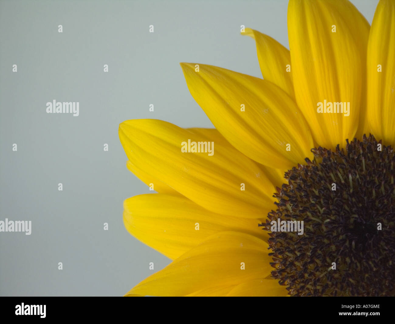 Tournesol helianthus annuus hi-res stock photography and images - Alamy